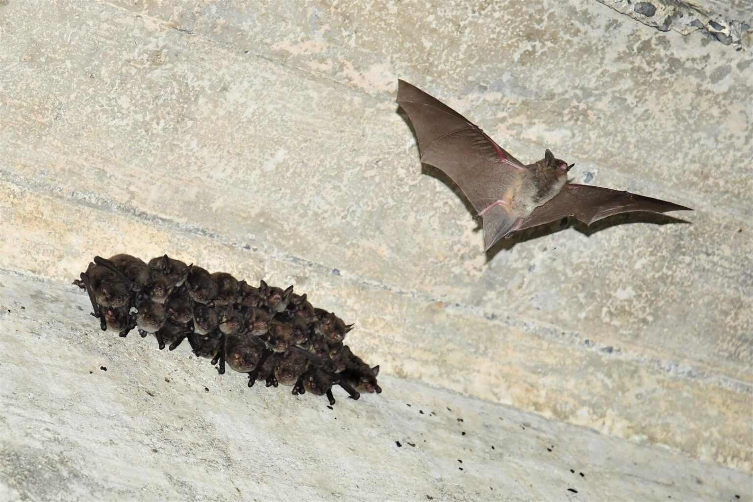 Endangered Bat Species and LiDAR: PILLAR Technology is Mapping ...